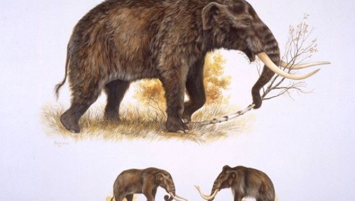 Mastodons Disappeared from the Arctic 50 Millennia Earlier Than We ...