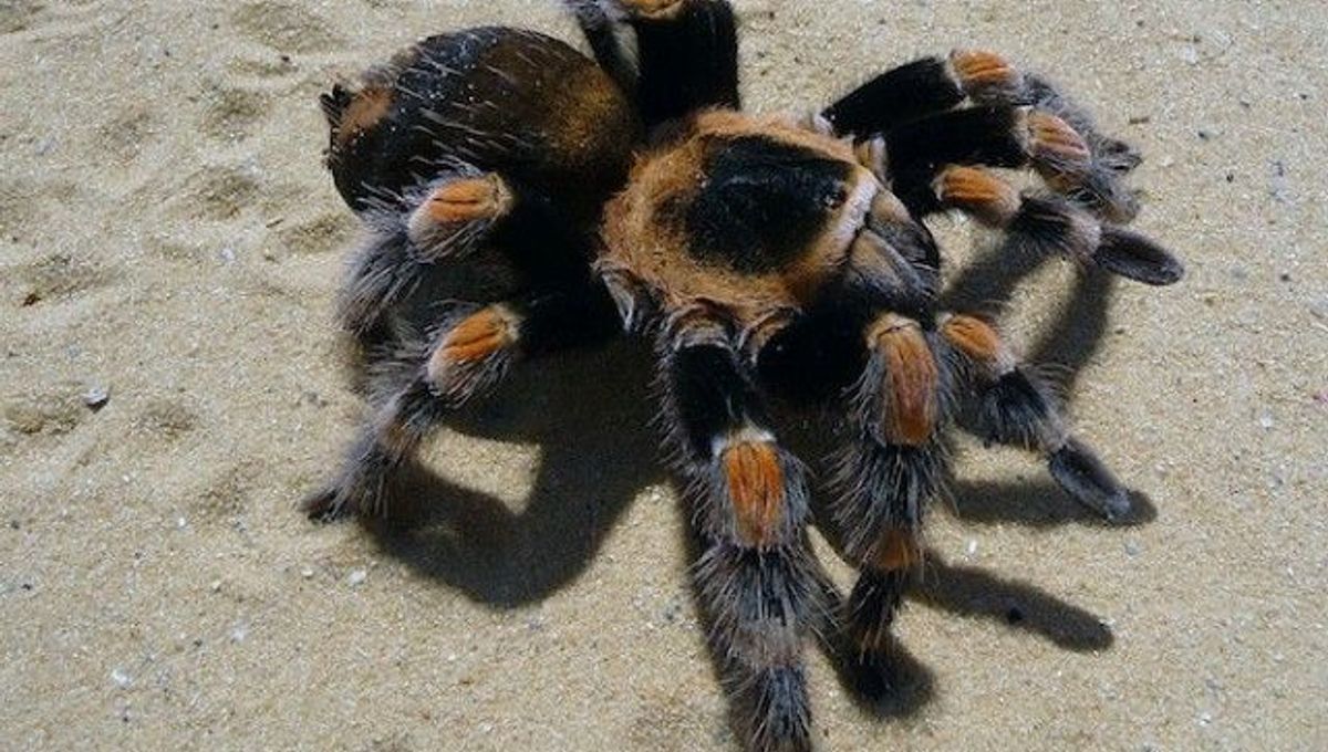 Only Half of All Spiders Have Been Discovered | IFLScience