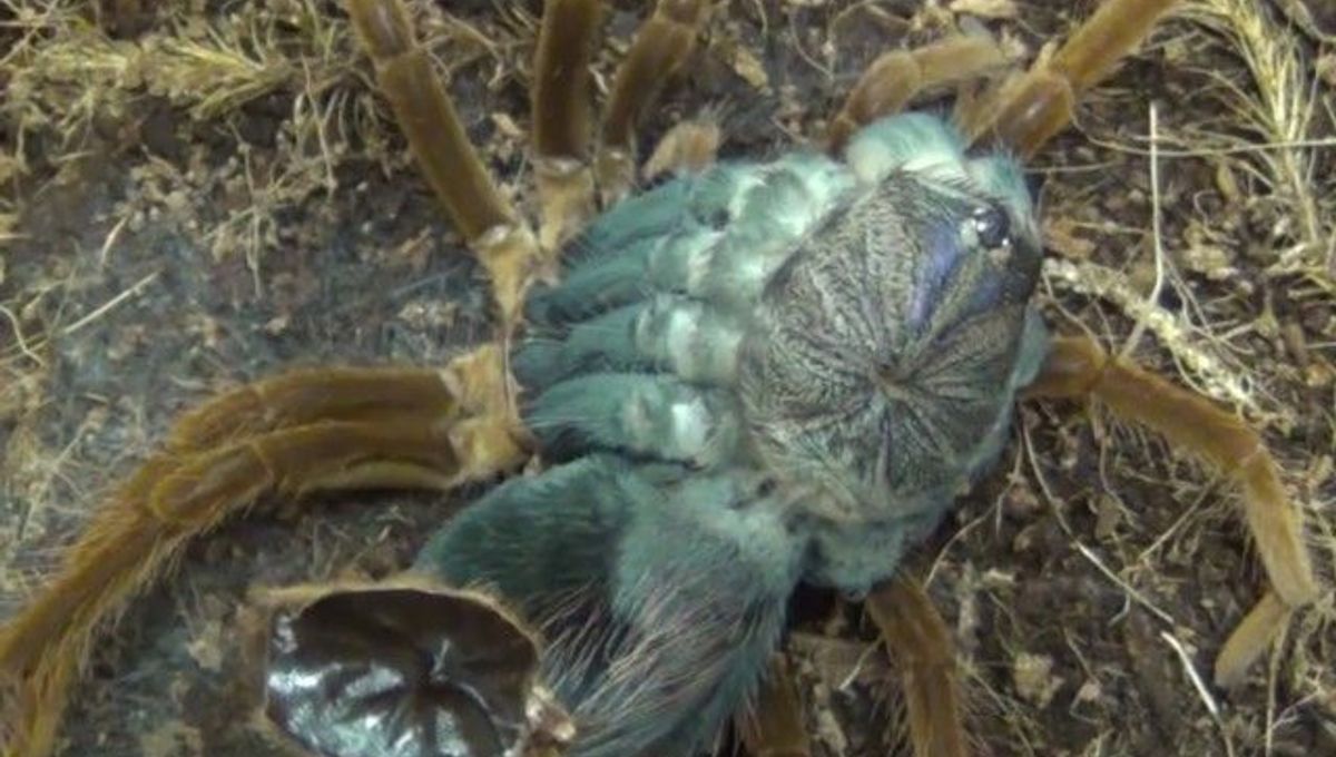 Timelapse Of Tarantula Molting Looks Like Alien Birth | IFLScience