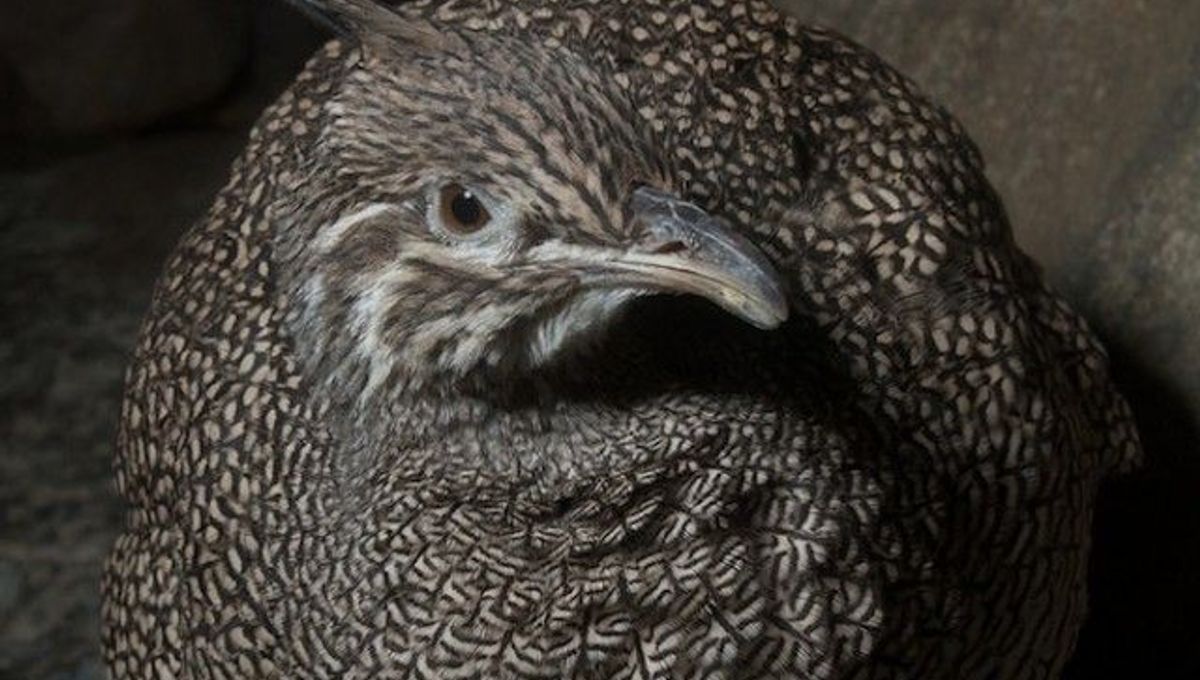 Mountain Hens Lay Glossy, Color-Changing Eggs | IFLScience