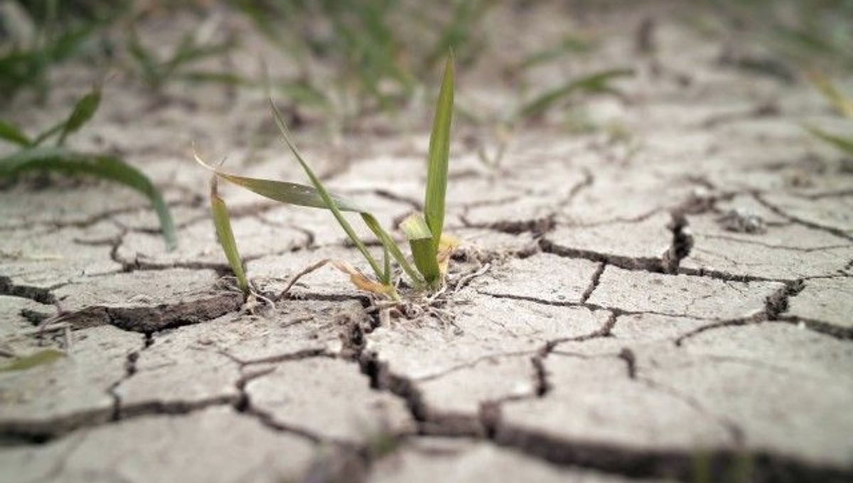 California’s Drought Likely The Worst In 1,200 Years | IFLScience