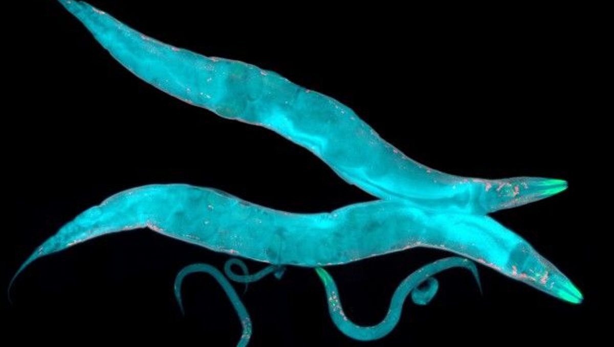 Scientists Put A Worm's Mind Into A Robot's Body | IFLScience