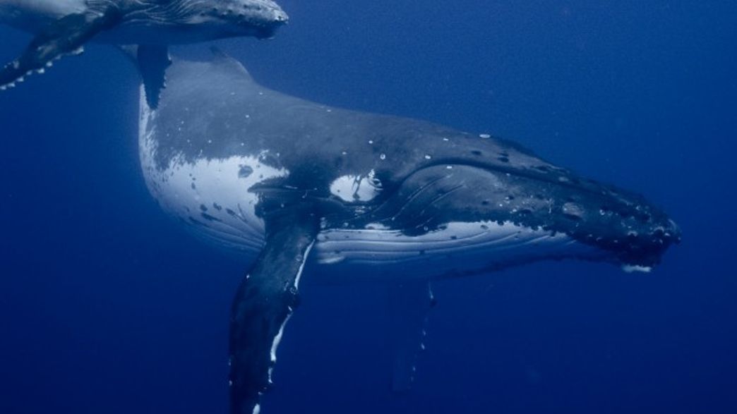 Study Reveals Bizarre Deep-Sea Hunting Methods of Humpback Whales ...