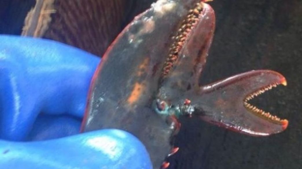 Alien-Like Lobster Found In Nova Scotia | IFLScience