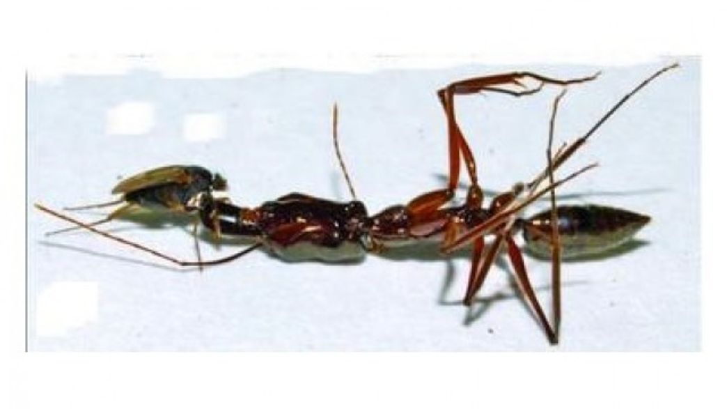 Scientists Discover New Type Of Ant-Decapitation Behavior In Tiny Flies ...