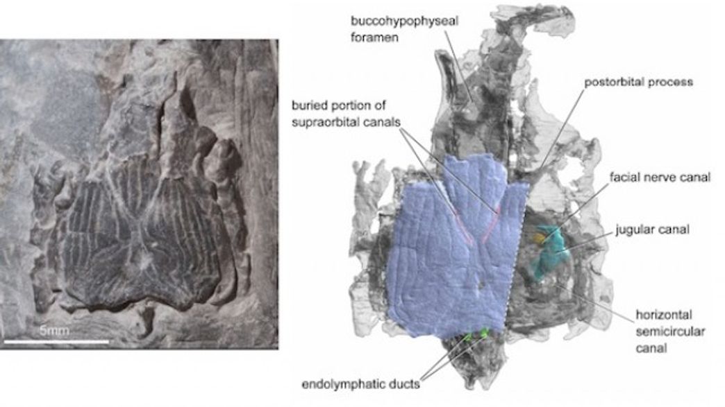 Ancient Two-Faced Fish Suggests Our Ancestor Wasn't Shark-Like | IFLScience