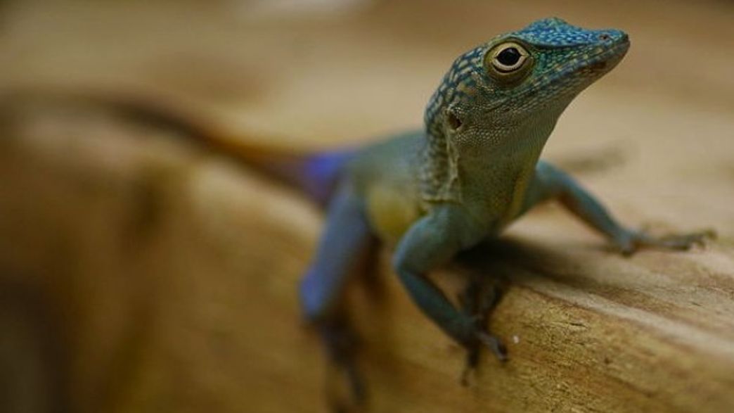 Lizard Penis Evolved Much Faster Than Their Other Parts | IFLScience