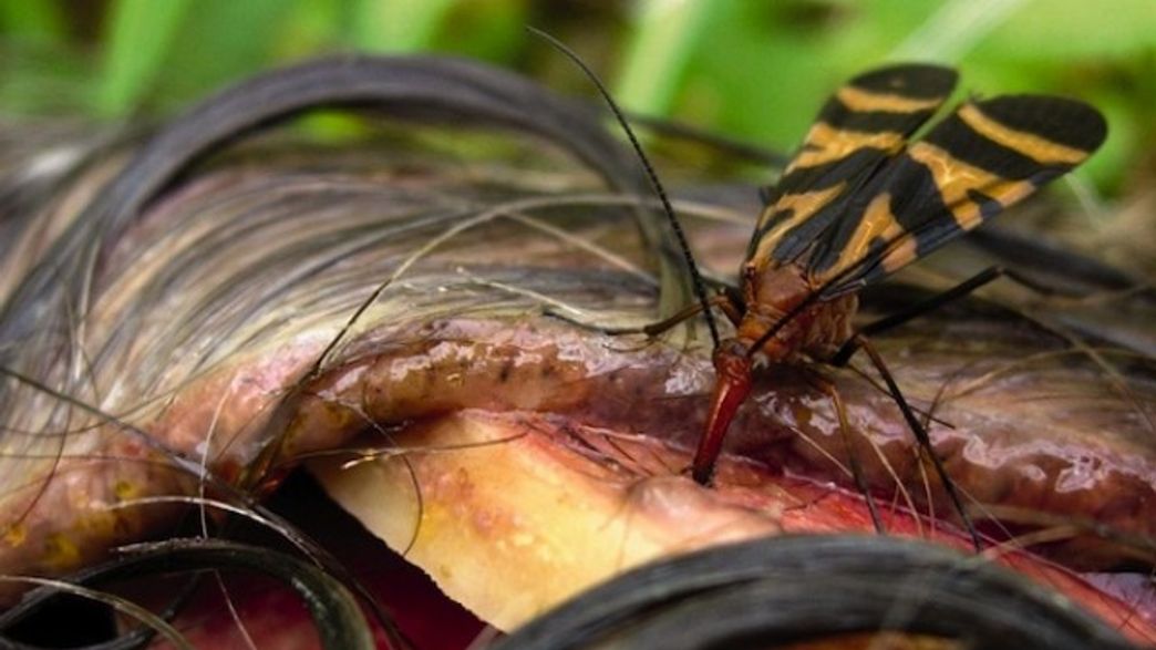 Researchers Discover New Critters Who Feed on Human Corpses | IFLScience