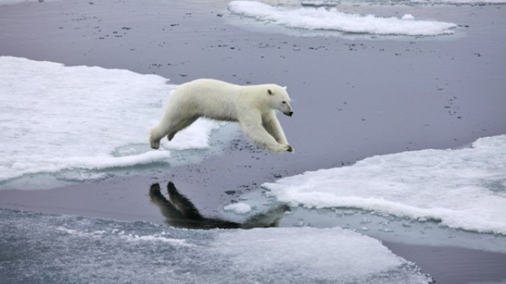 Polar Bears are Moving North Where There's Year-Round Sea Ice | IFLScience