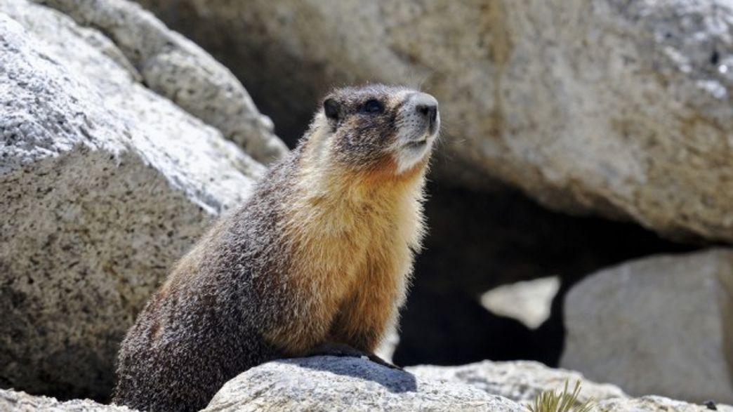They May Be Loners, But Unpopular Marmots Protect the Colony | IFLScience