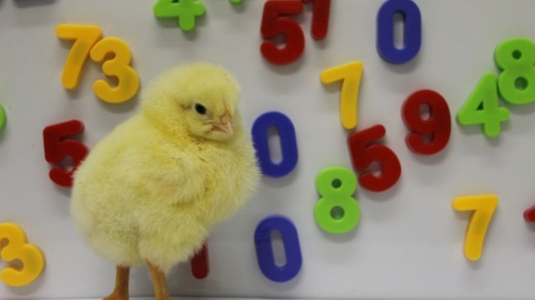 Baby Chicks Count From Left to Right Just Like Us | IFLScience