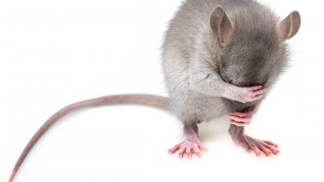 Immune Cells From Stressed Mice Have Antidepressant Effects | IFLScience