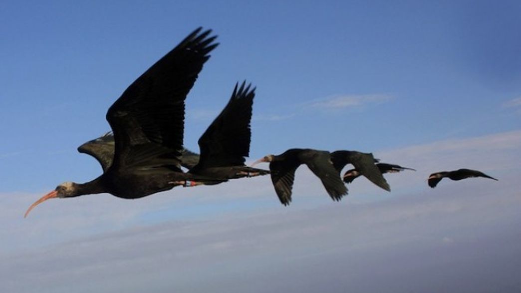 Birds Take Turns at the Head of Their Flying V | IFLScience