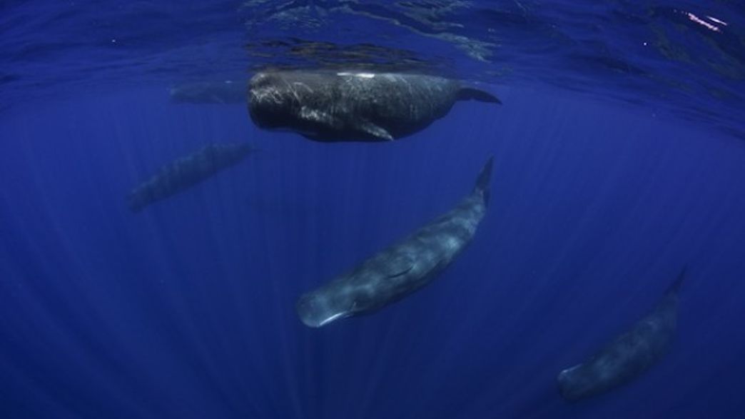 Female Sperm Whales Have Best Friends Too | IFLScience