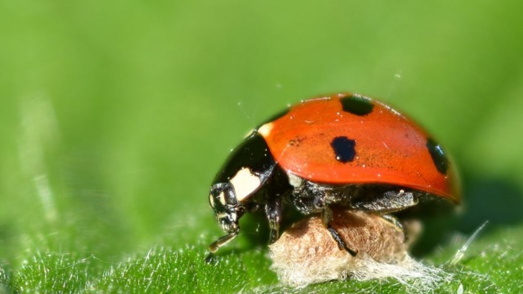 Parasitoid Wasp Gives Ladybirds A Virus That Turns Them Into A Zombie ...