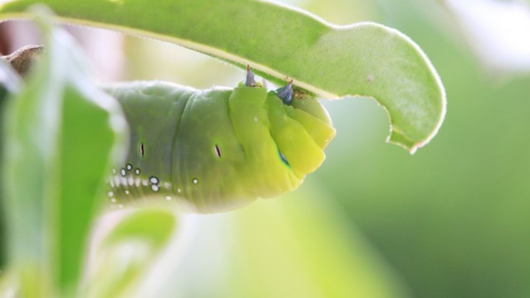 How Plants Respond To Damage Is Dependent On The Type of Insect Harming ...