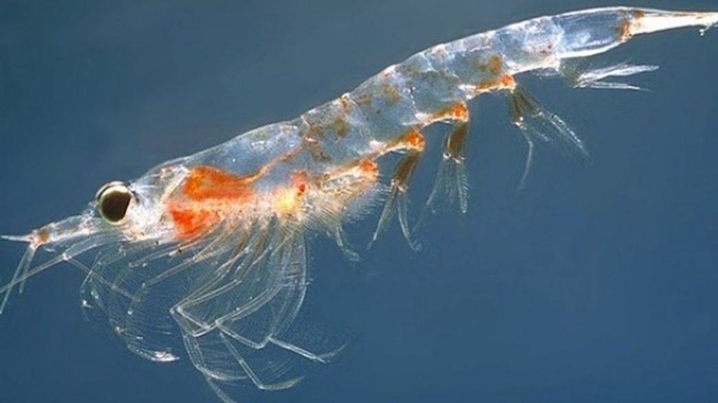 Cheap Solar Cells Made From Shrimp Cells | IFLScience