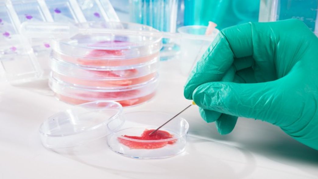 Functional Leg Muscle Developed From Stem Cells | IFLScience