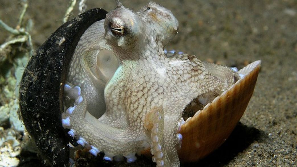 Octopus Leaps From Water To Attack Crab | IFLScience