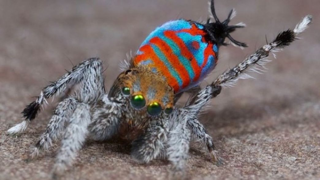 Two Spectacular New Peacock Spiders Discovered in Queensland | IFLScience