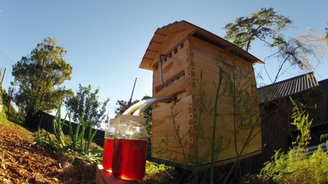 New Beehive Lets Honey Be Harvested Without Disturbing Bees | IFLScience