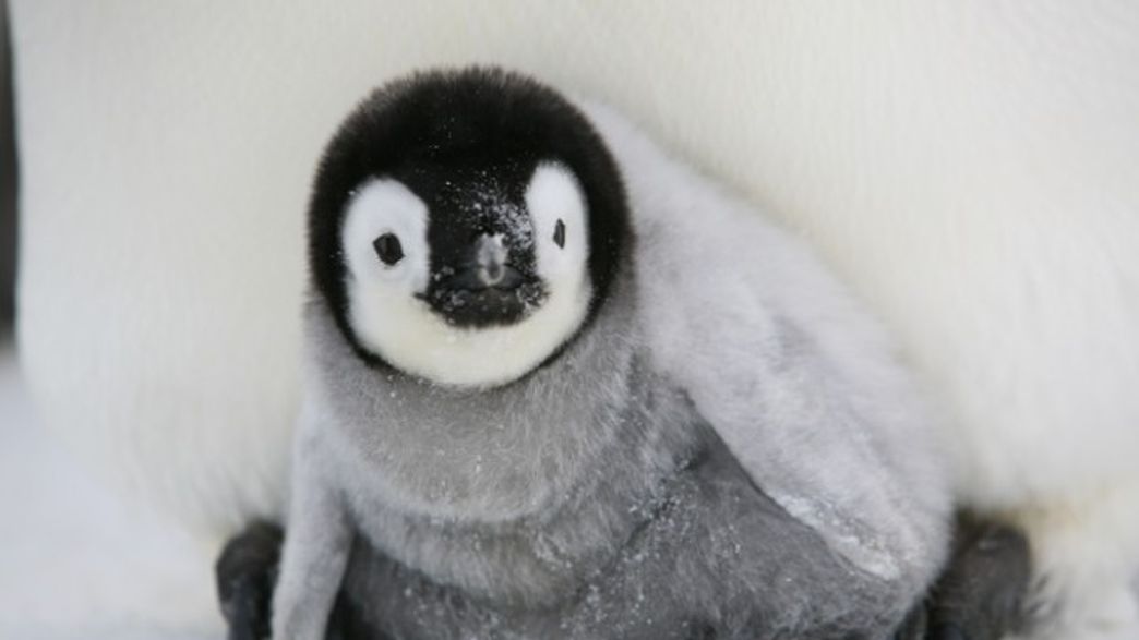 Genetics Reveal Antarctica Was Once Too Cold For Penguins | IFLScience