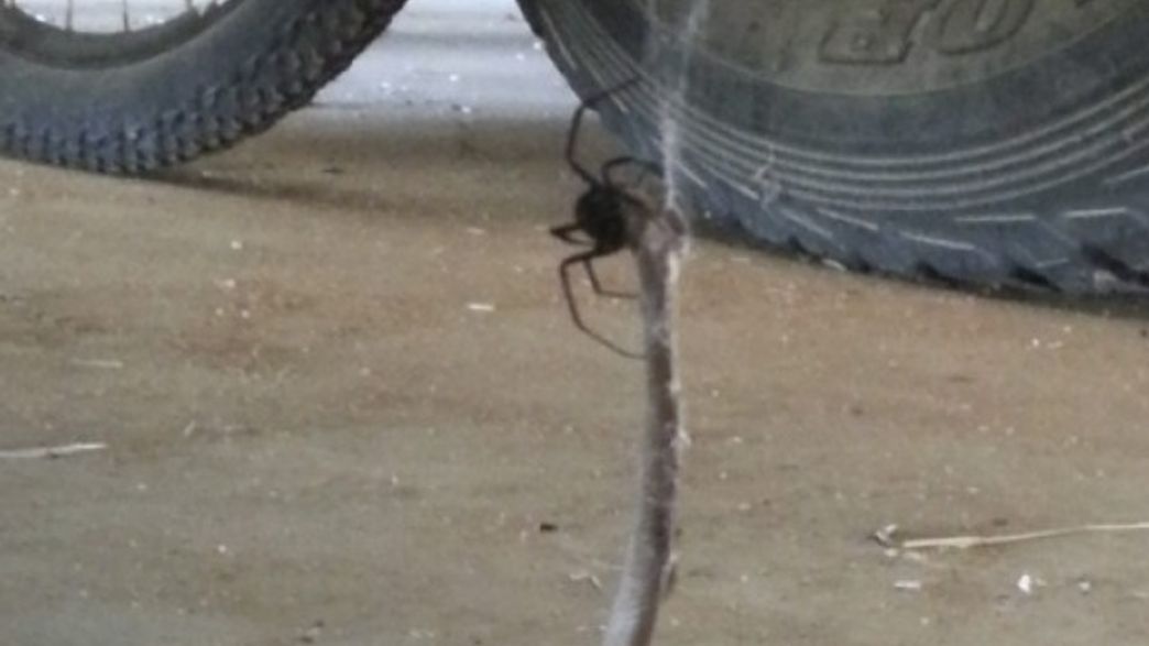 Watch A Redback Spider Try To Take Down A Snake | IFLScience