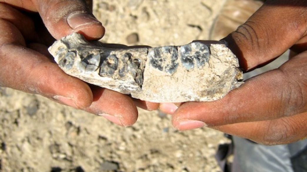 Oldest Known Human Fossil Discovered | IFLScience