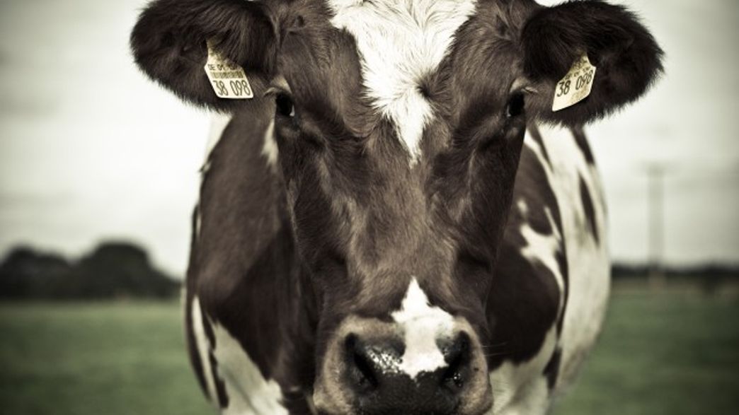 Genetically Modified Cows Show Increased Tuberculosis Resistance ...