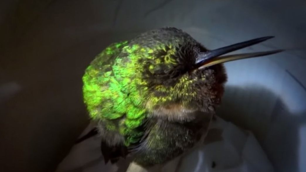 Waking Hummingbird Sounds Like It Is Snoring | IFLScience