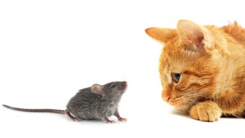 How Do Parasites Control Their Hosts? | IFLScience