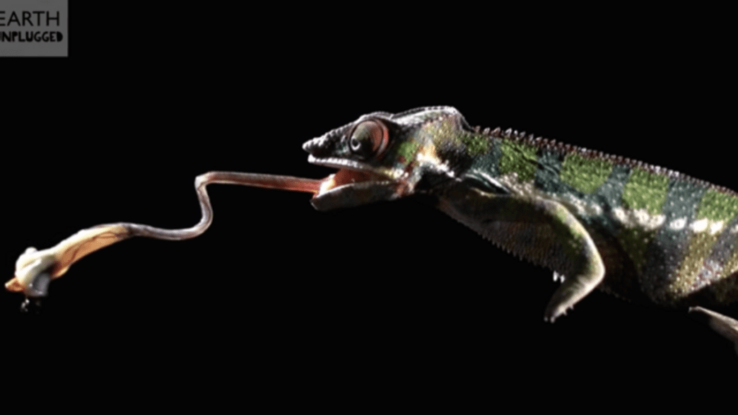 Chameleon Tongue Attack Captured In Slow Motion | IFLScience