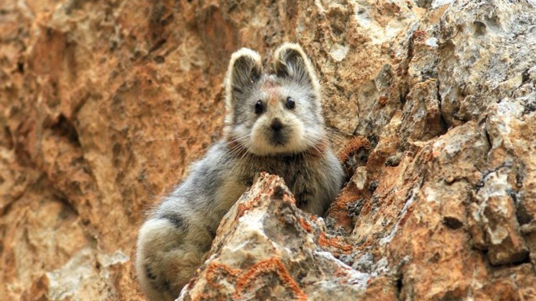 Scientists Photograph Rare Teddy Bear-Like Creature For The First Time ...