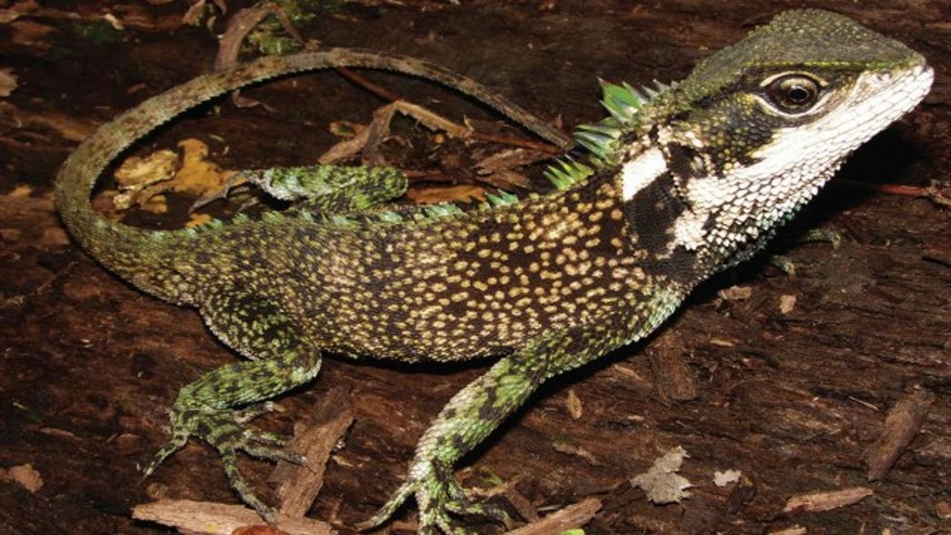 Three New Species Of "Dwarf Dragons" Discovered In South America ...