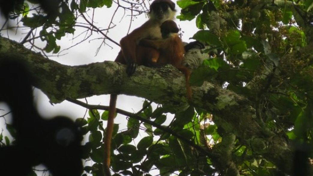 Not Extinct! Bouvier's Red Colobus Monkey Photographed for the First ...