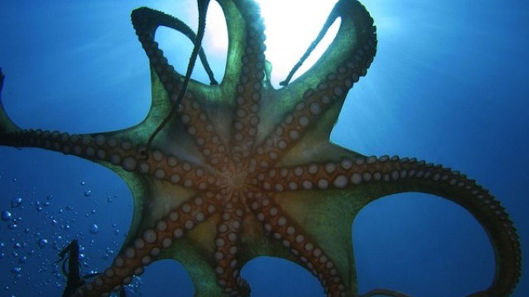 How Octopuses Coordinate Their Gangly Arms as they Crawl | IFLScience
