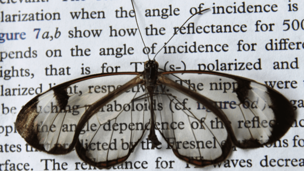 Scientists Discover Secret To Butterfly's Invisible Wings | IFLScience