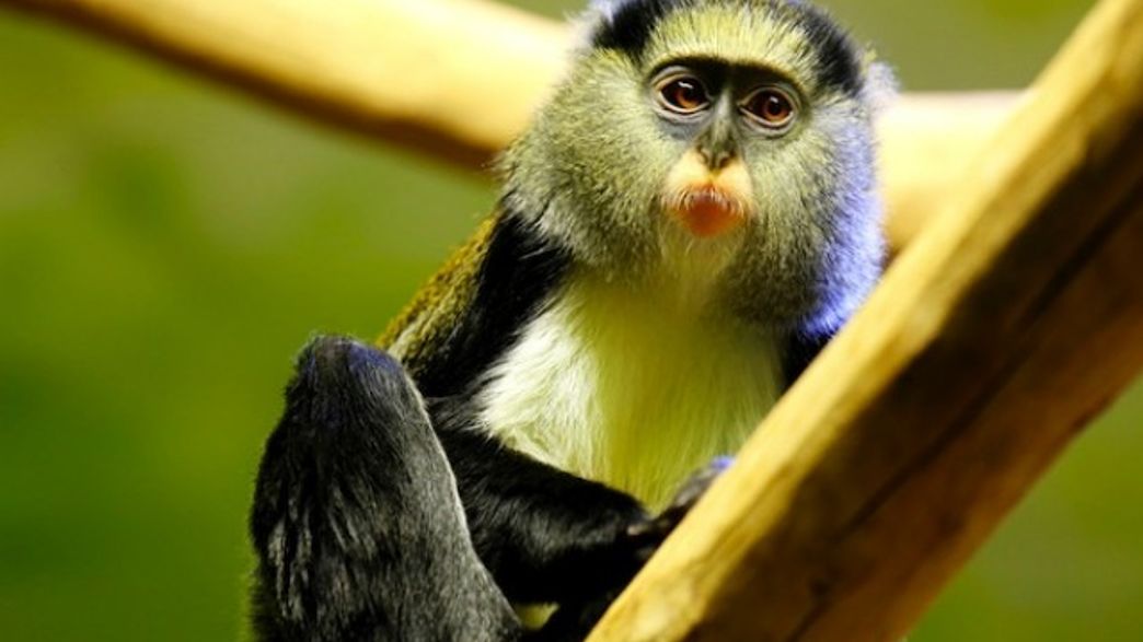 Different Monkey Species Can Understand One Another's "Languages ...