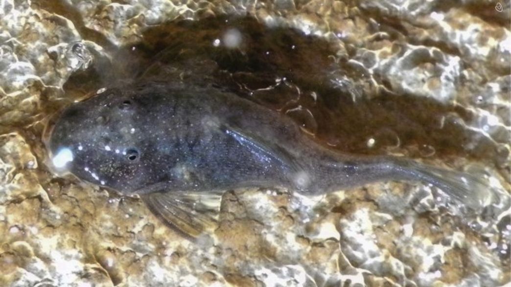 Cave-Climbing Catfish Discovered In Ecuador | IFLScience