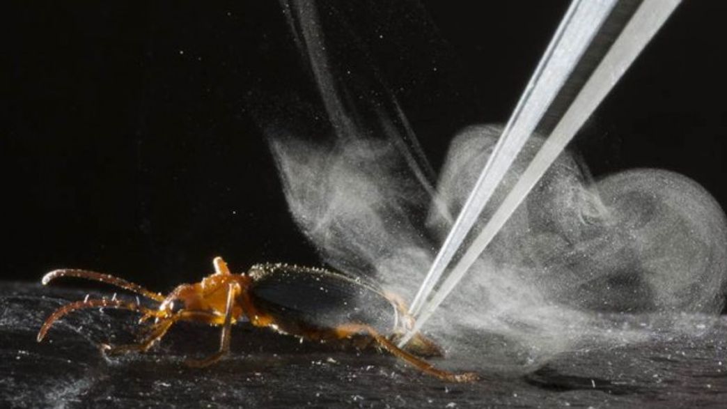 Secrets Behind Beetle's Explosive Properties Revealed | IFLScience