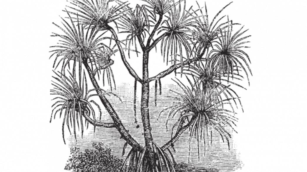 Plant That Only Grows In Diamond-Rich Soil Found | IFLScience