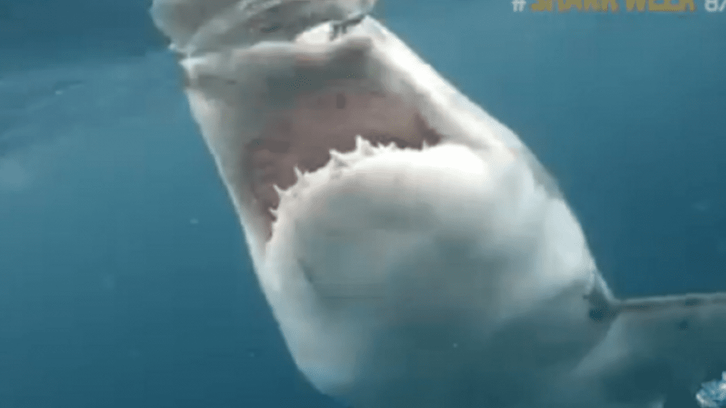 Great White Shark Pops Up To Say Hello | IFLScience