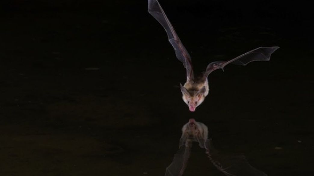 Basement Beams - The Best Picture Of Beam