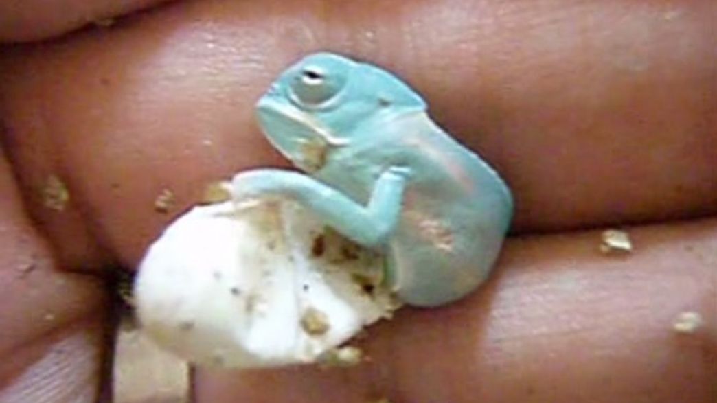 Watch A Baby Chameleon Hatch From Its Egg And Take Its First Steps ...