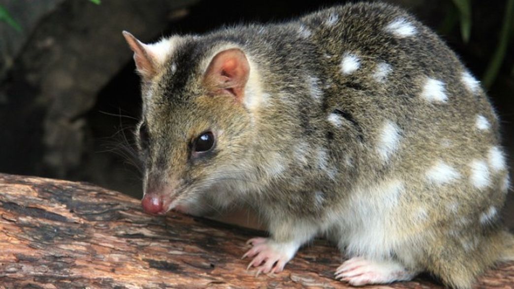 Eastern Quolls To Be Finally Reintroduced To Mainland Australia After ...
