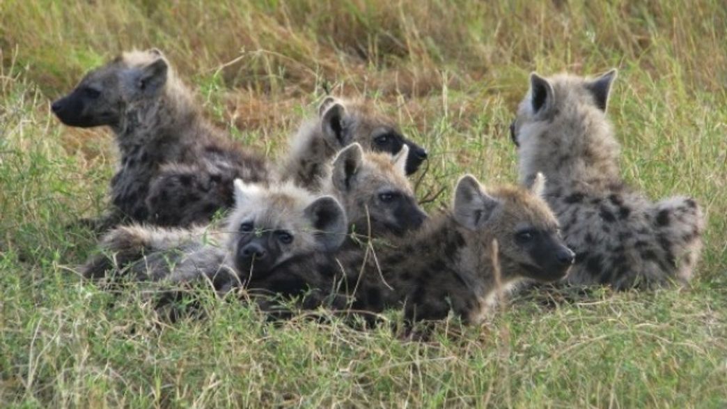 Hyenas Get By With a Little Help From Their Friends of Friends | IFLScience