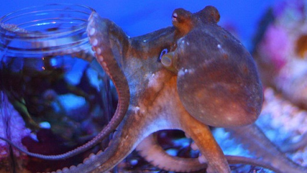 The Two-Spot Octopus Can See Without Eyes | IFLScience