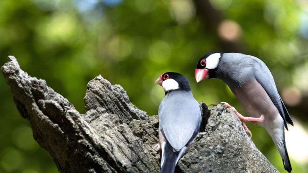 Male Java Sparrows Drop The Beat | IFLScience