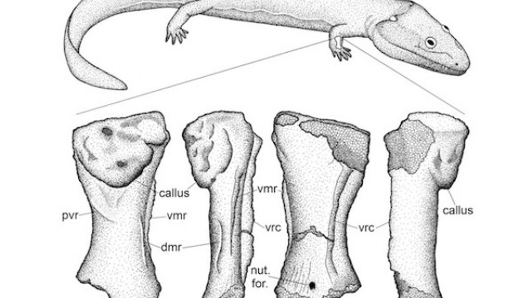 World's Oldest Broken Bone Pushes Back Our Transition to Land by Two ...
