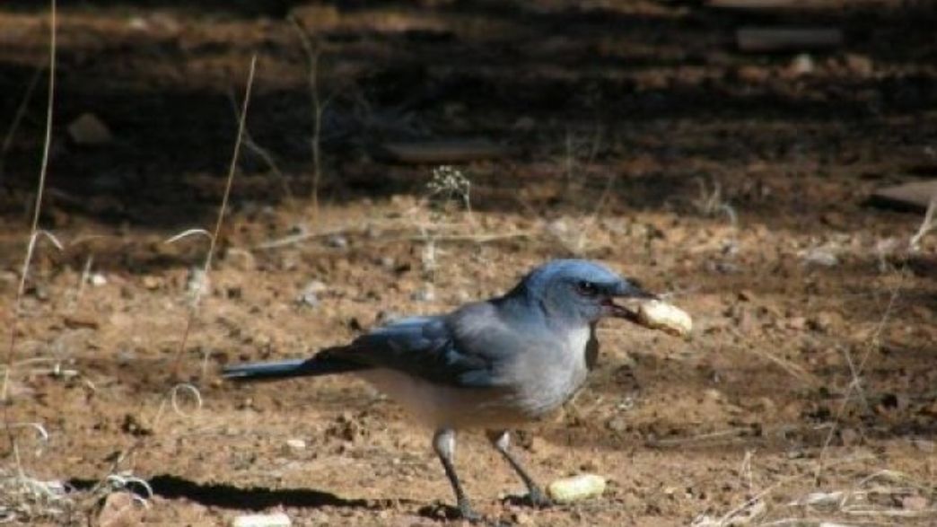 Birds Go Nuts Choosing Most Promising Shell | IFLScience